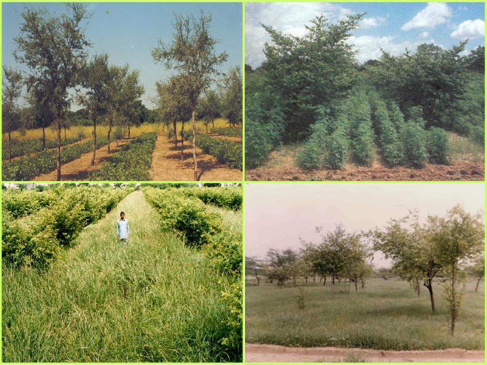Central Arid Zone Research Institute