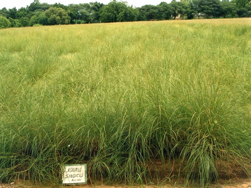 Central Arid Zone Research Institute