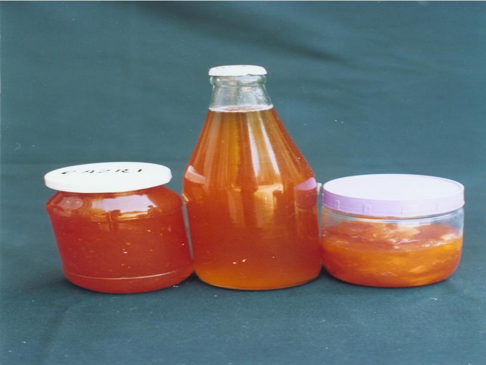 Central Arid Zone Research Institute